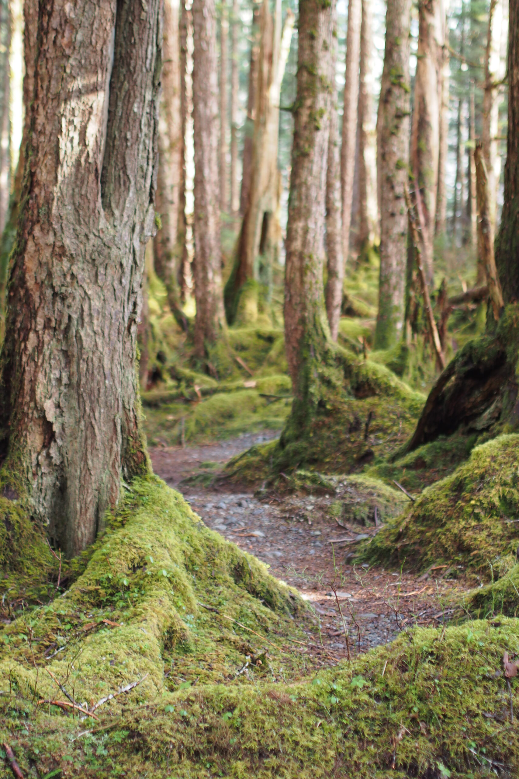 Sitka Trail Works - Visit Sitka