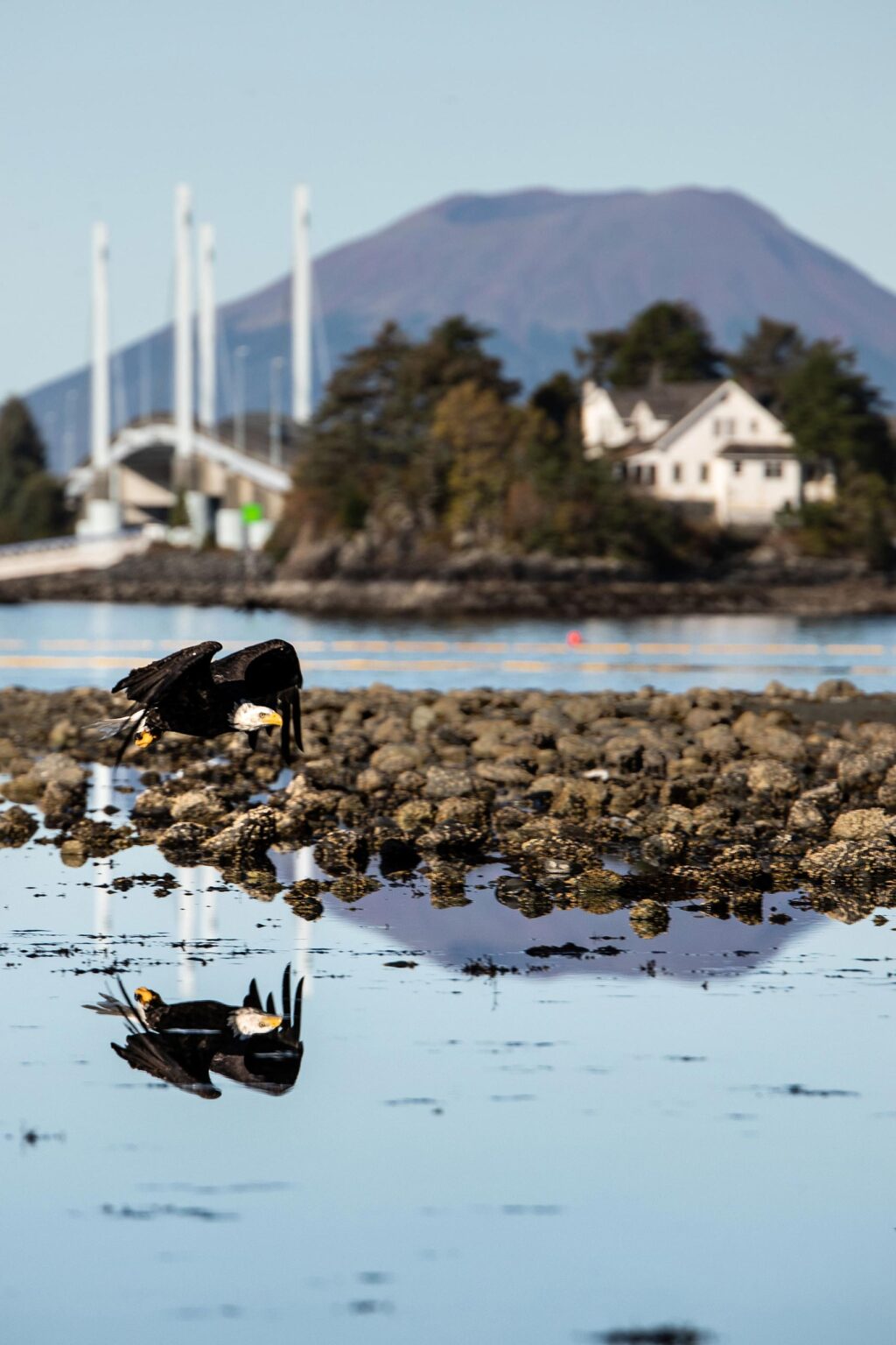 Wildlife - Visit Sitka