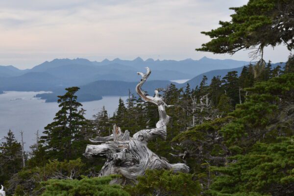 Experiencing The Proposal in Sitka - Visit Sitka